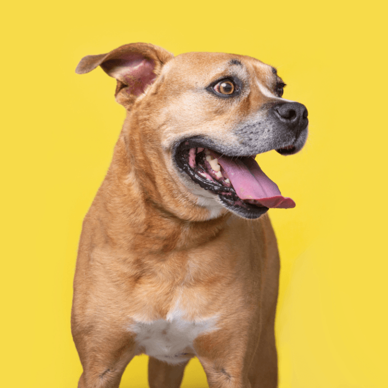 Pet Dental Cleaning - Pet Dental Care - Professional Teeth Cleaning ...