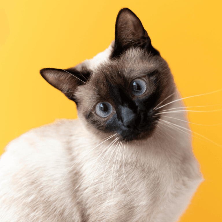 Pet Dental Cleaning - Pet Dental Care - Professional Teeth Cleaning ...
